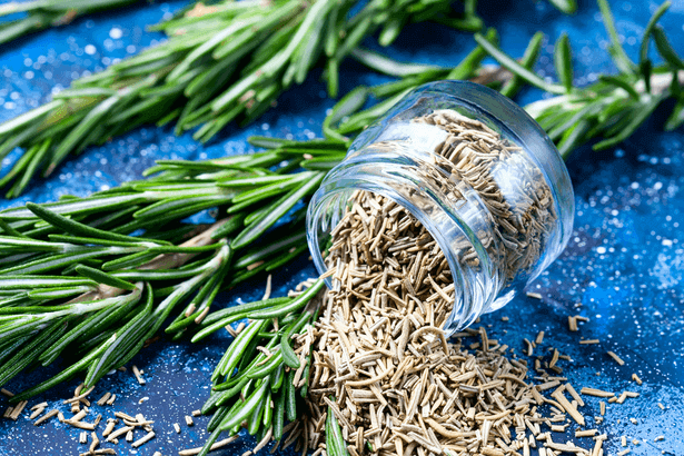 Comment entretenir du romarin ? - Conseil Habitat